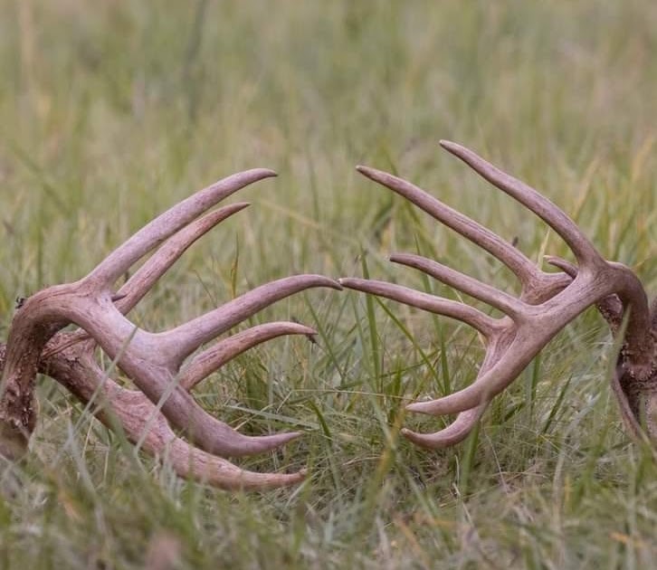 A Dixie Lady Deer Hunter: Nice Rack