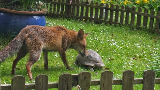 White Wolf : The fox and .... the tortoise: Garden visitor becomes best ...