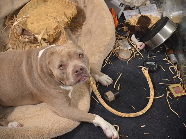 Conoce a Nana, la pit bull sin orejas que pasó del peor de los ...