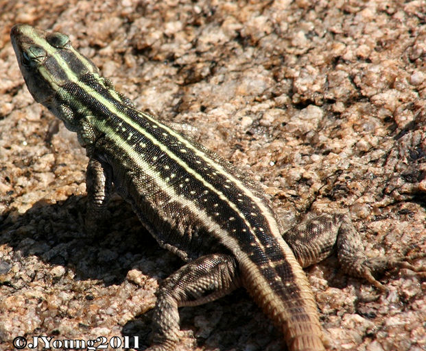 South African Photographs: Common Flat Lizard (Platysaurus intermedius)