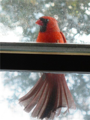 Memories to Cherish: Cardinals of Comfort and Love