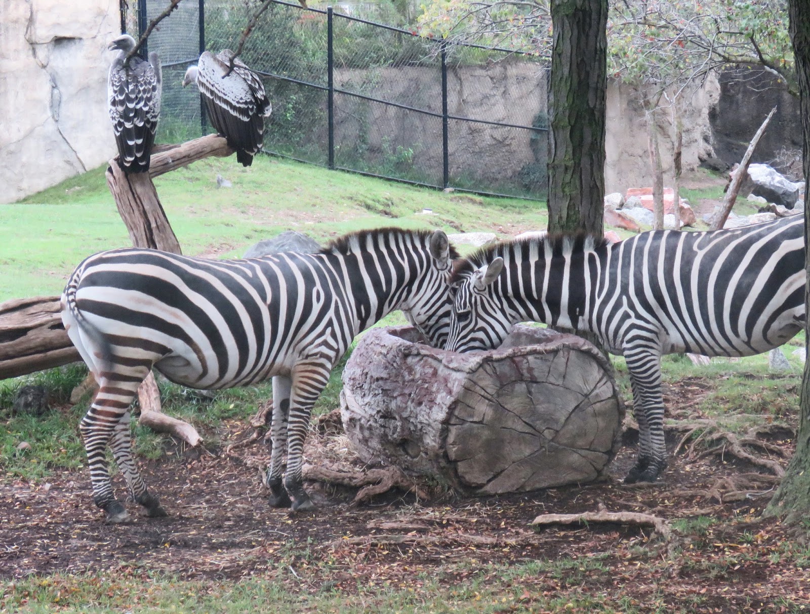 Empirical Question: Quilted Rooster