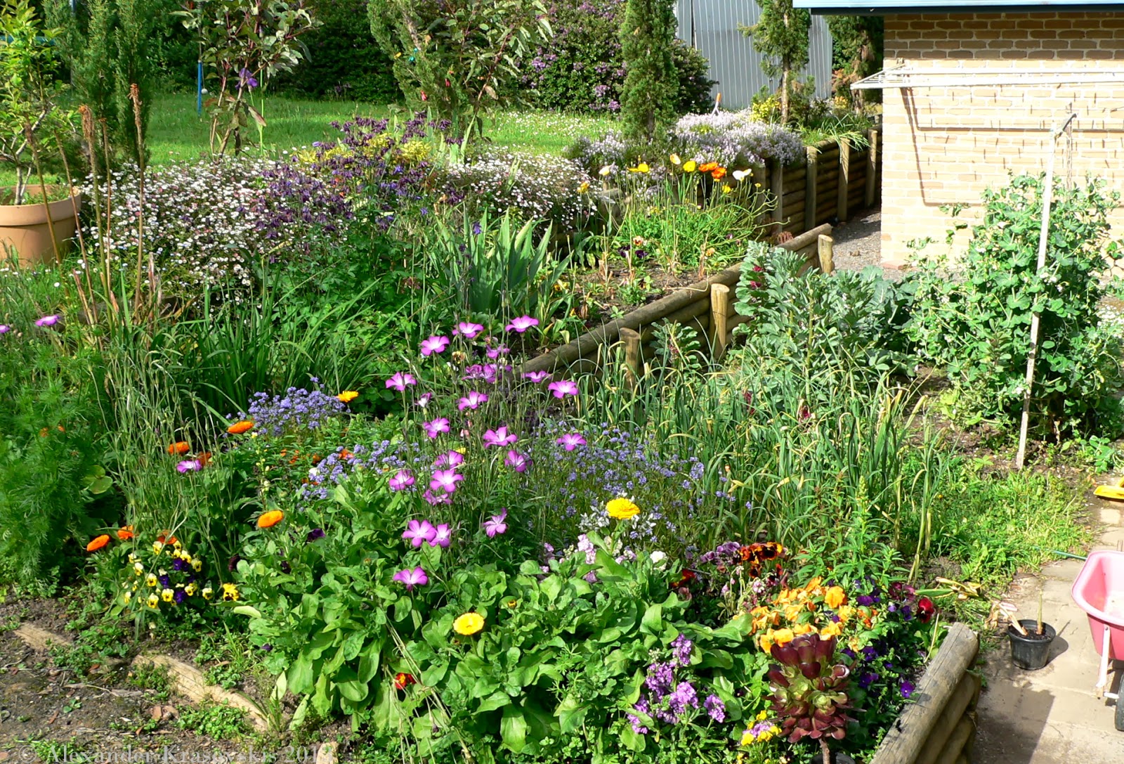 Aggregata Plants & Gardens: Spring has sprung in my Macedon garden 2013