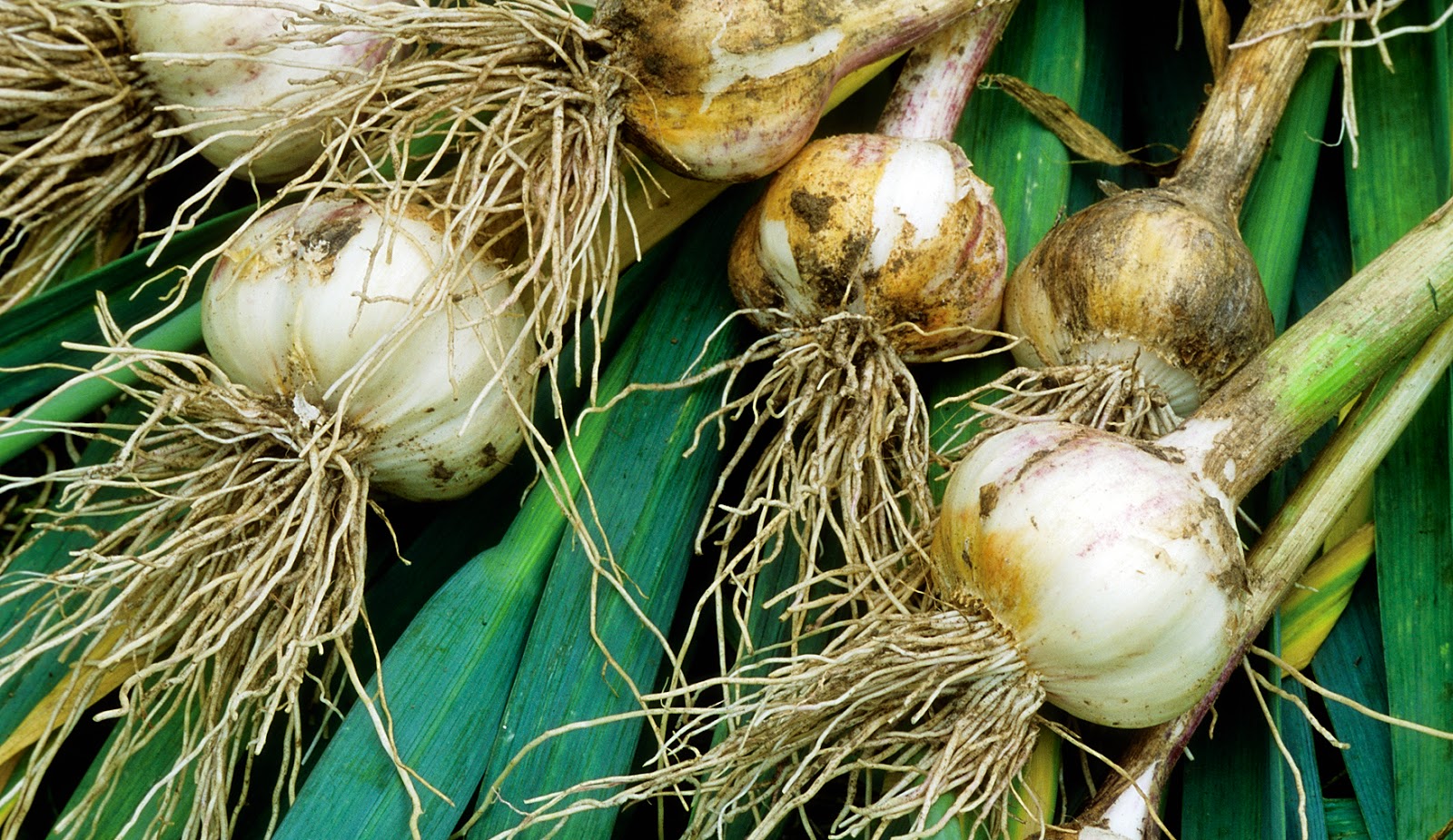 Remedies: Different types of Remedies