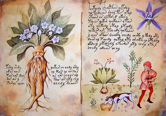 El Poder Magico de los 4 Elementos: LA MANDRÁGORA Y SUS PROPIEDADES MÁGICAS
