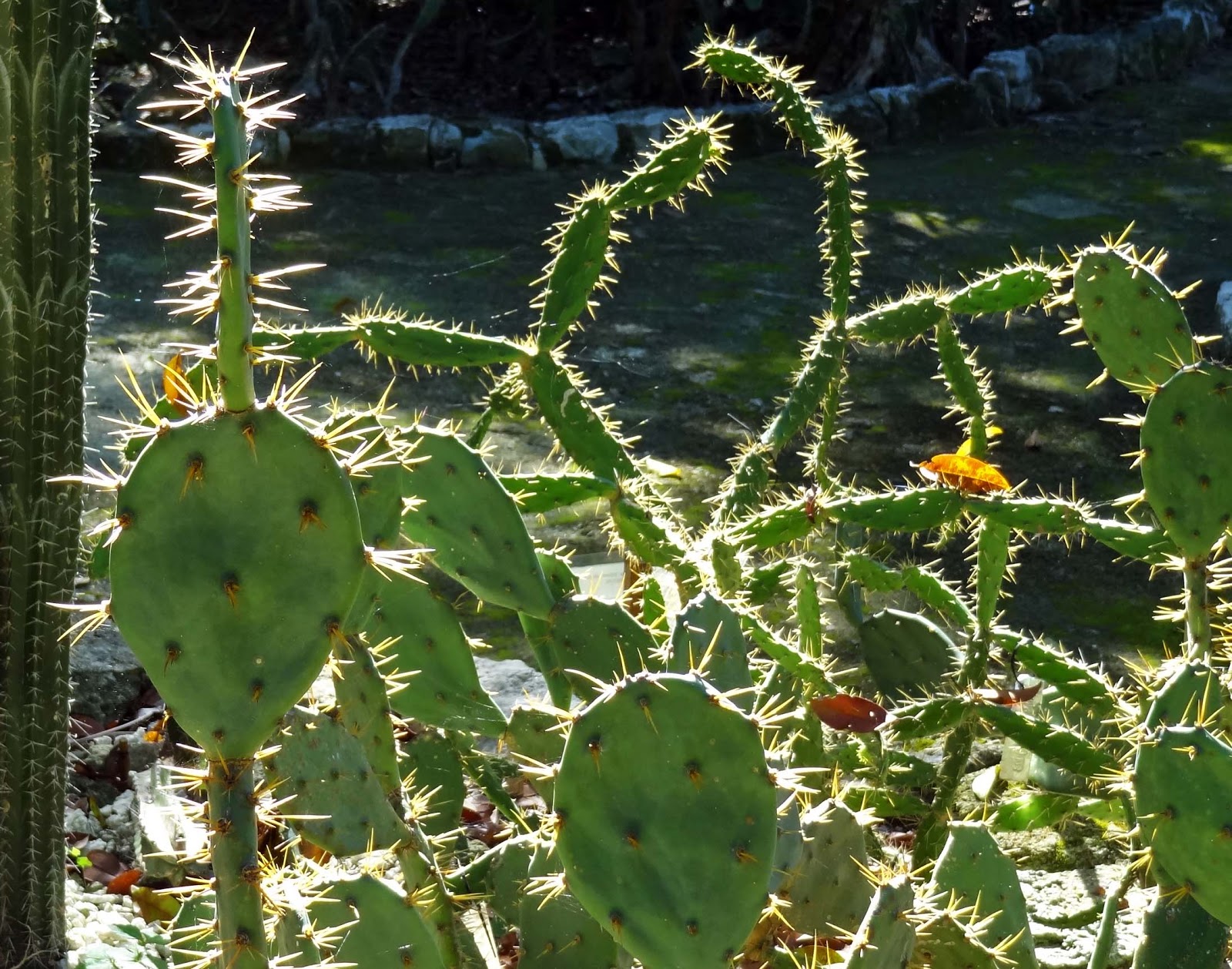 Joe's Retirement Blog: Out and About, Puerto Morelos, Quintana Roo ...