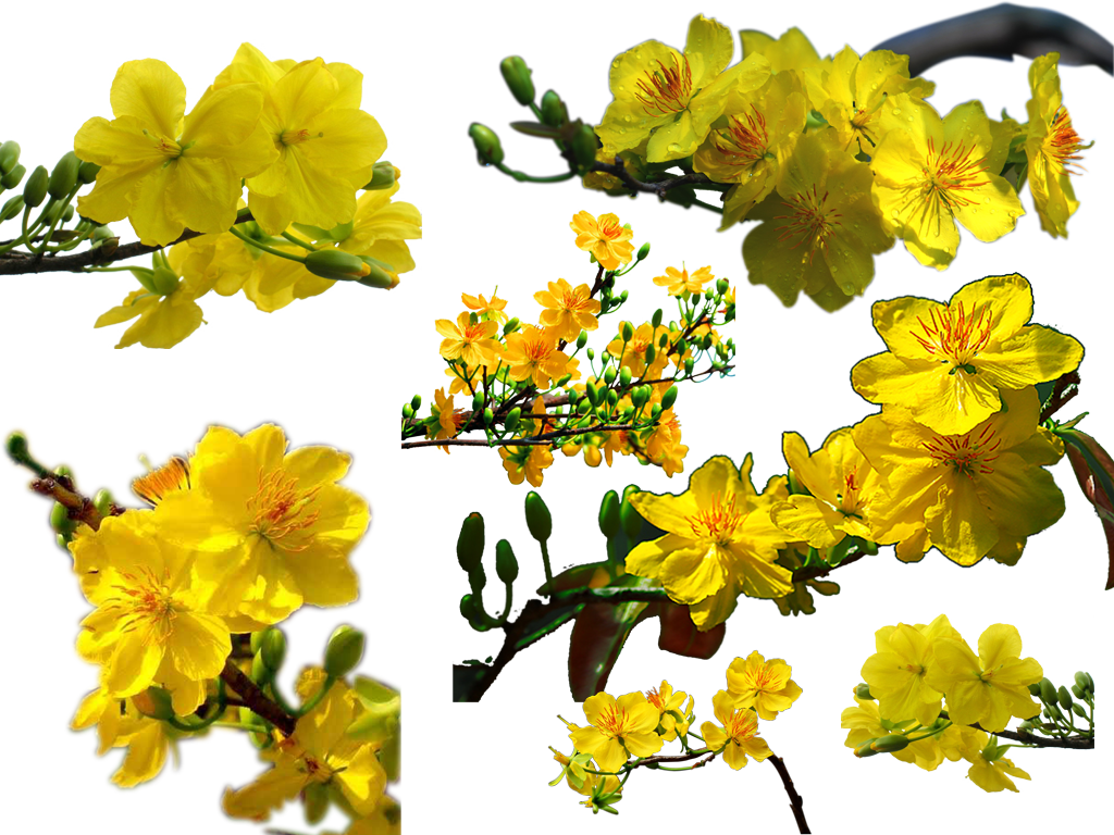 vietsinhvienit: cành mai vector