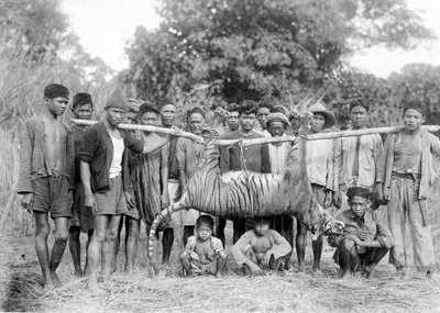 TIGRES DE VENGALA: TIGRE JAVA