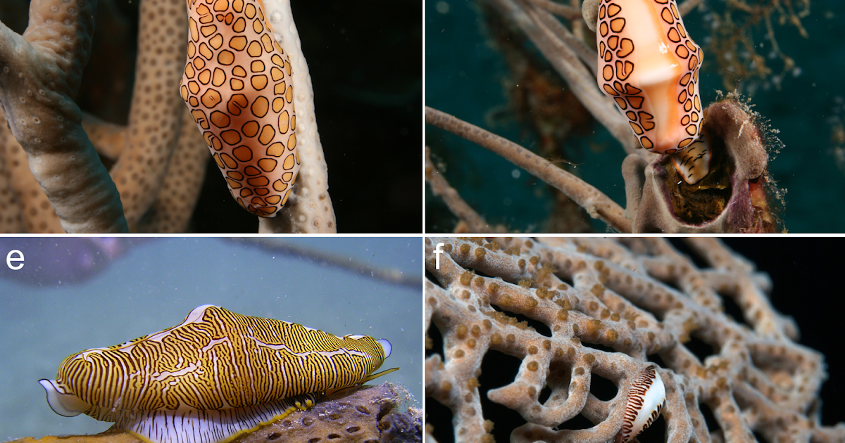 Species New to Science: [Mollusca • 2017] Coat of Many Colours — DNA ...