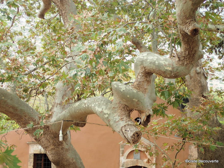 Flore de Crète: Platanus orientalis - Platane d'Orient