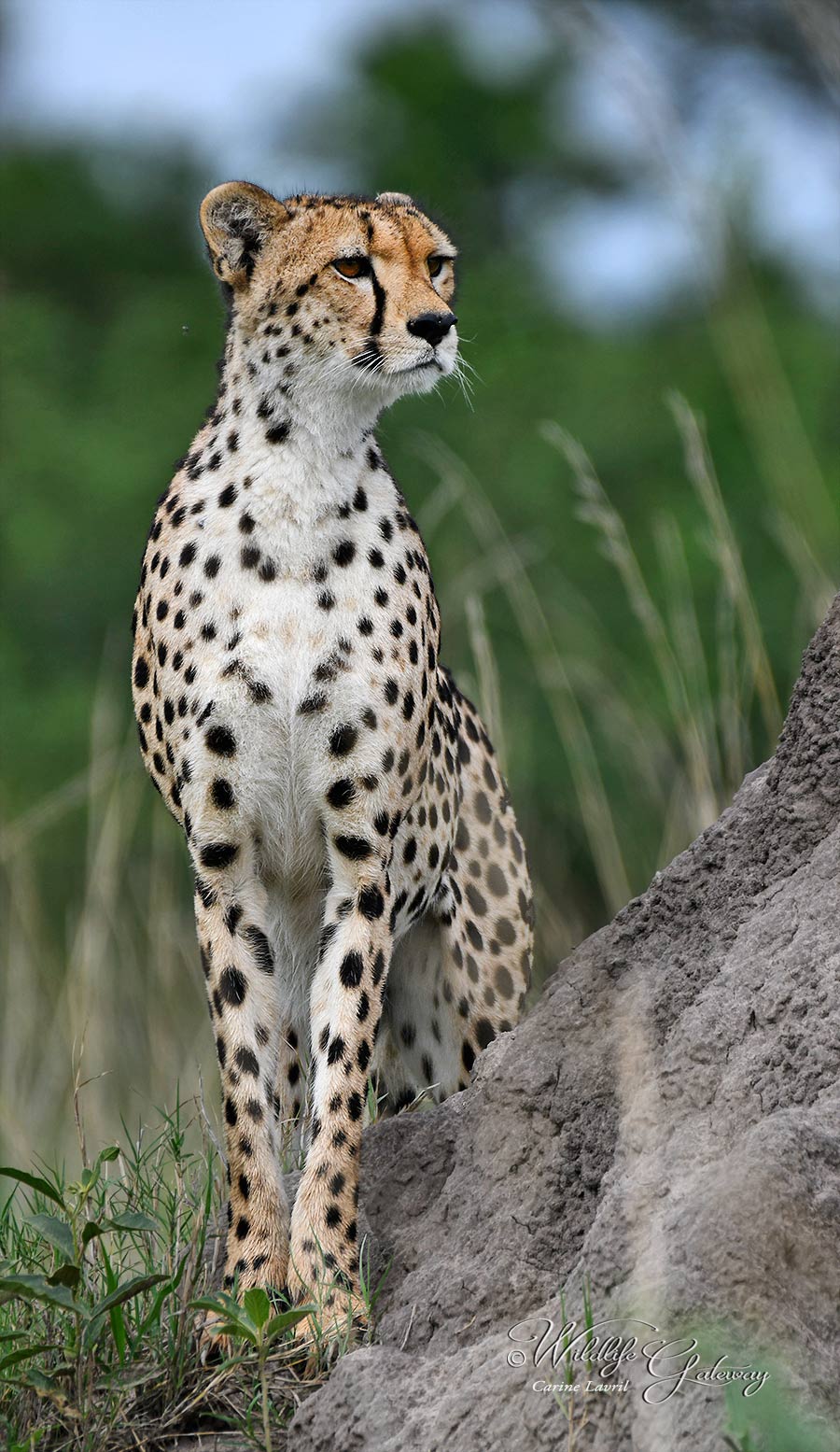WILDLIFE GATEWAY: GUEPARD - CHEETAH