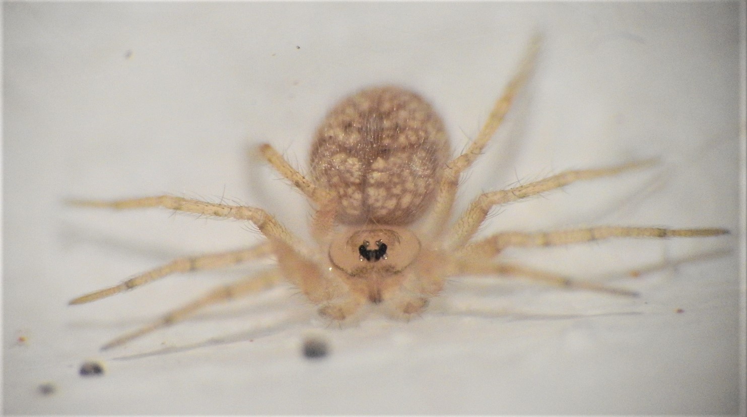 El Saúco - Industrias y andanzas de un naturalista ibérico: Arañas de ...