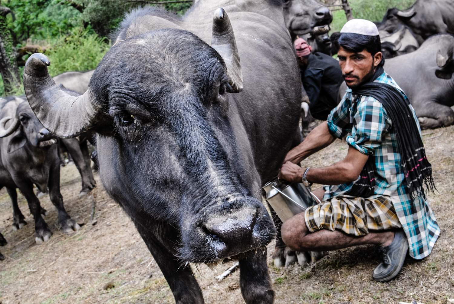 How people depend on Animals