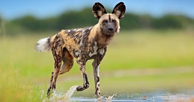 Predatory wild dogs inhabiting the world | The life and nature of ...
