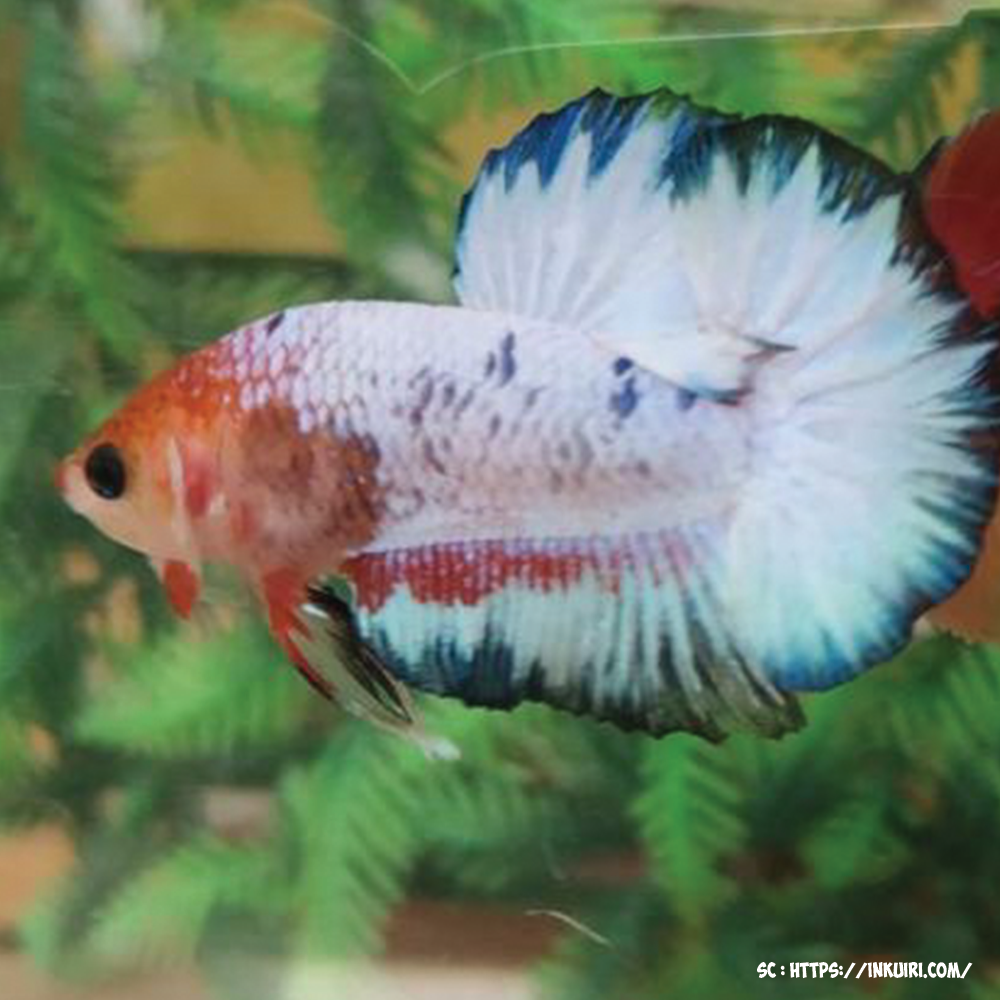 7 JENIS CUPANG CANTIK UNTUK DI PELIHARA SERTA BUDIDAYA - Sedulur Hewan