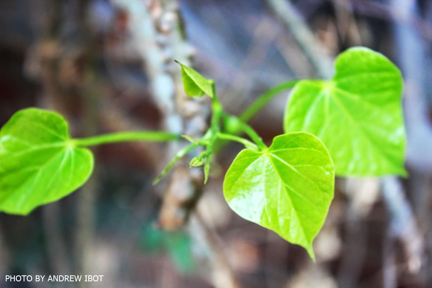 Ako si ANDREW IBOT!: Makabuhay (Tinospora rumphii Boerl)