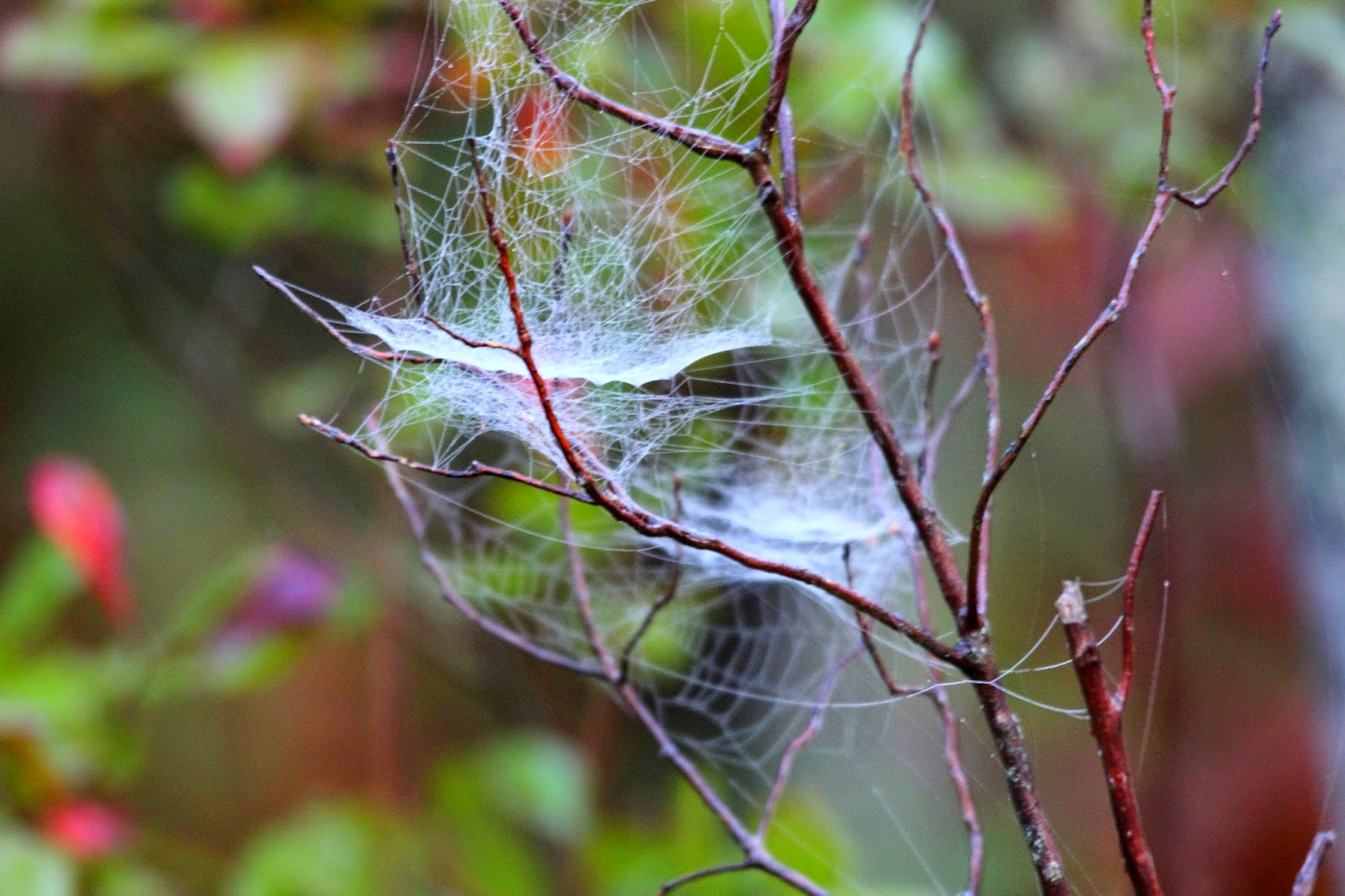 Here and There: Day 280 - 7th October 2014 - Cobwebs, Fall Colors and ...