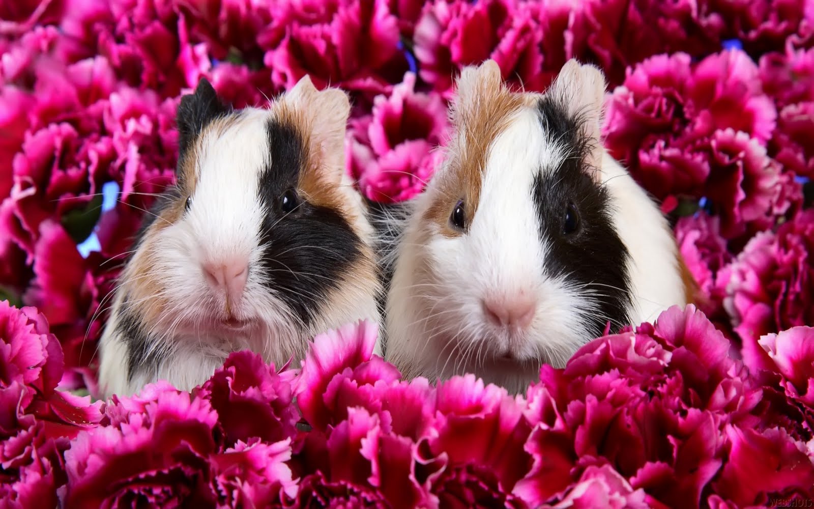 Beautiful Rabbits Wallpapers ~ High Definition Wallpapers|Cool ...