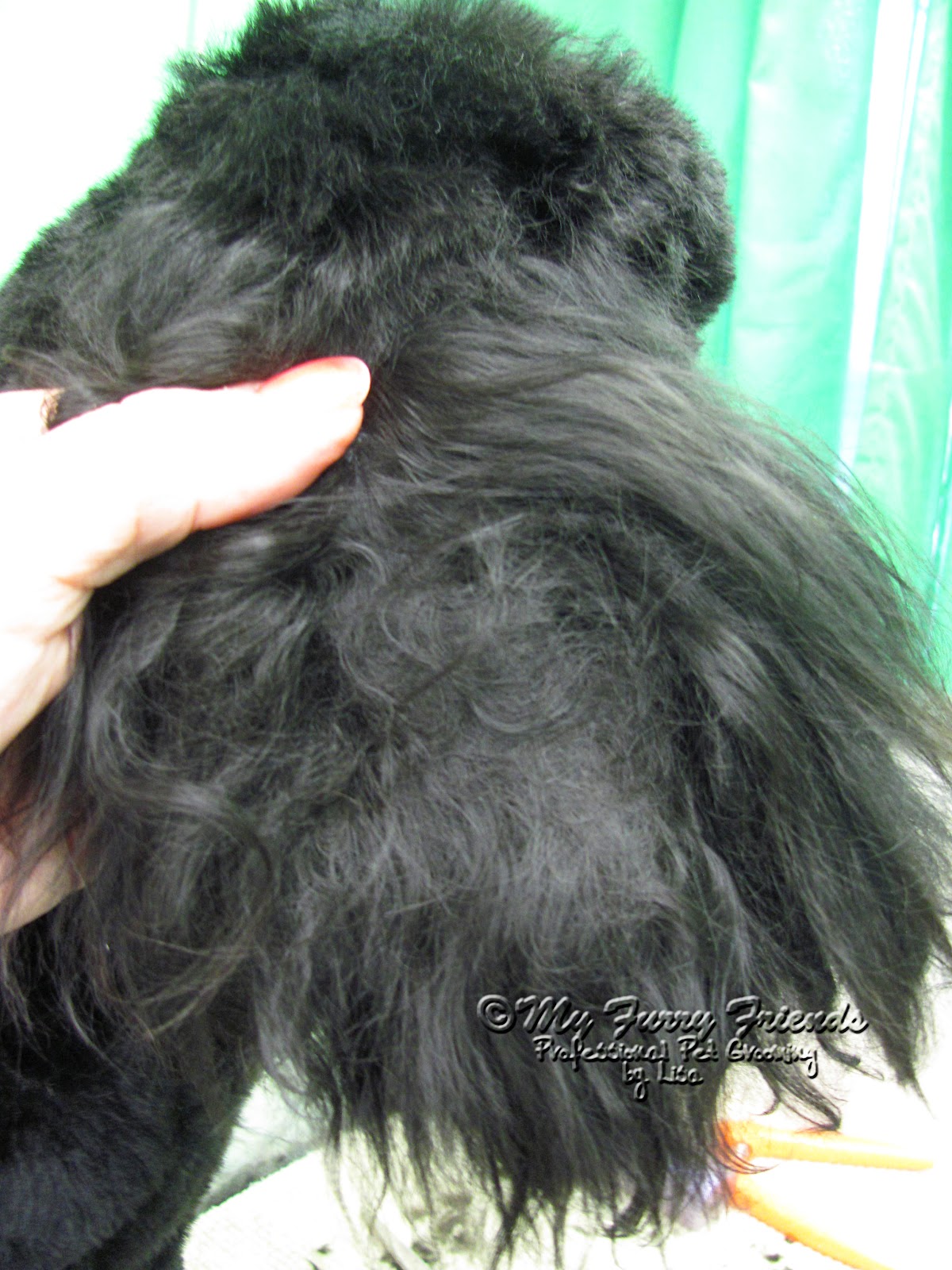 Pet Grooming: The Good, The Bad, & The Furry: What Would You Do? Matted ...