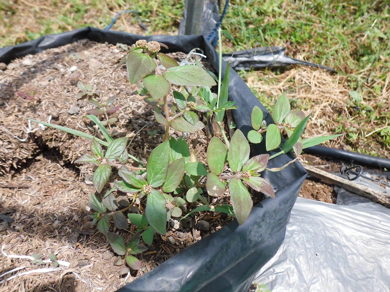Patikan kebo (Euphorbia hirta L),