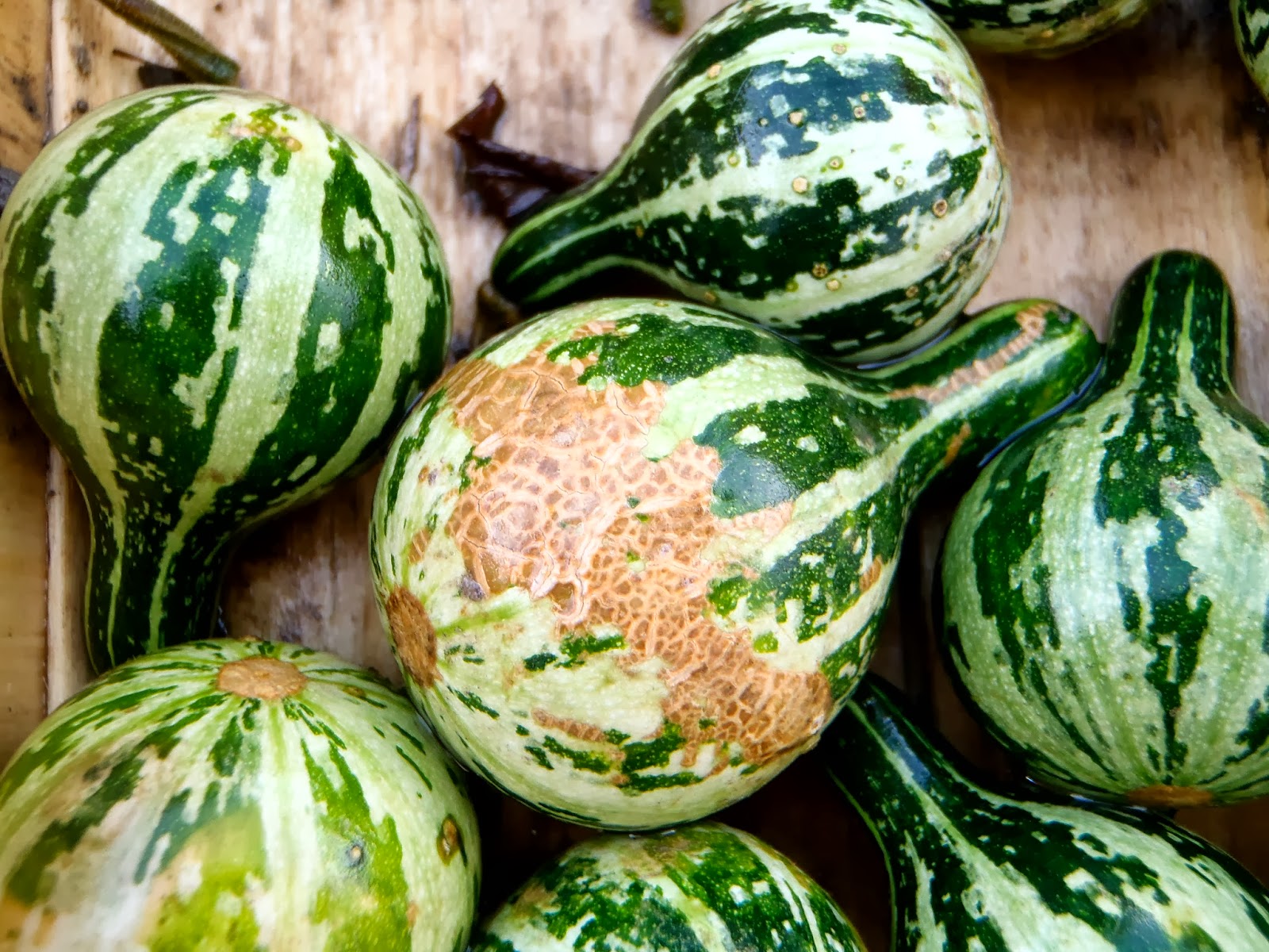 Art HC: Kalebassen en pompoenen in alle maten en soorten.