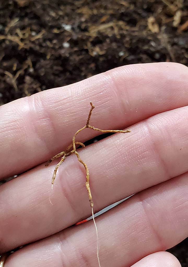 66 Square Feet (Plus): Growing Indoor Citrus - 22 Things You Should Know