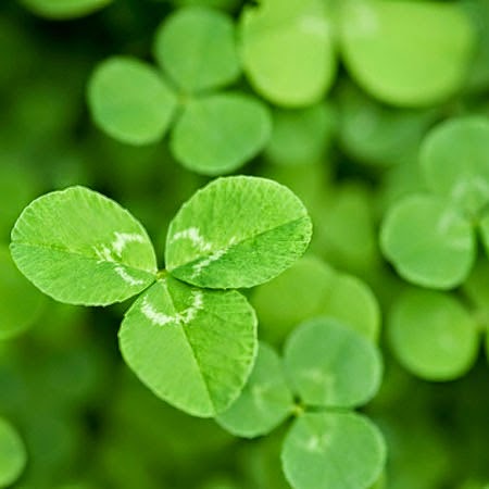 CỎ LINH LĂNG (Medicago sativa)