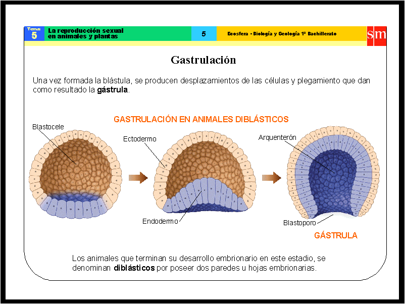 Fundamentos de Biologia: Embriologia