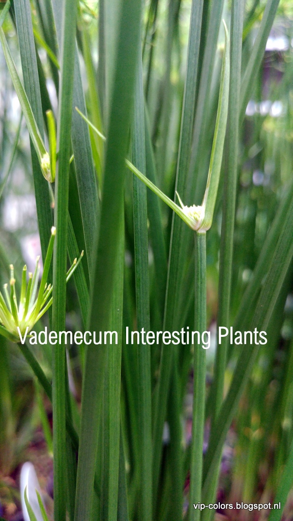 Vademecum Interesting Plants: Cyperus haspan - Cyperus (Cibora, Papirus ...