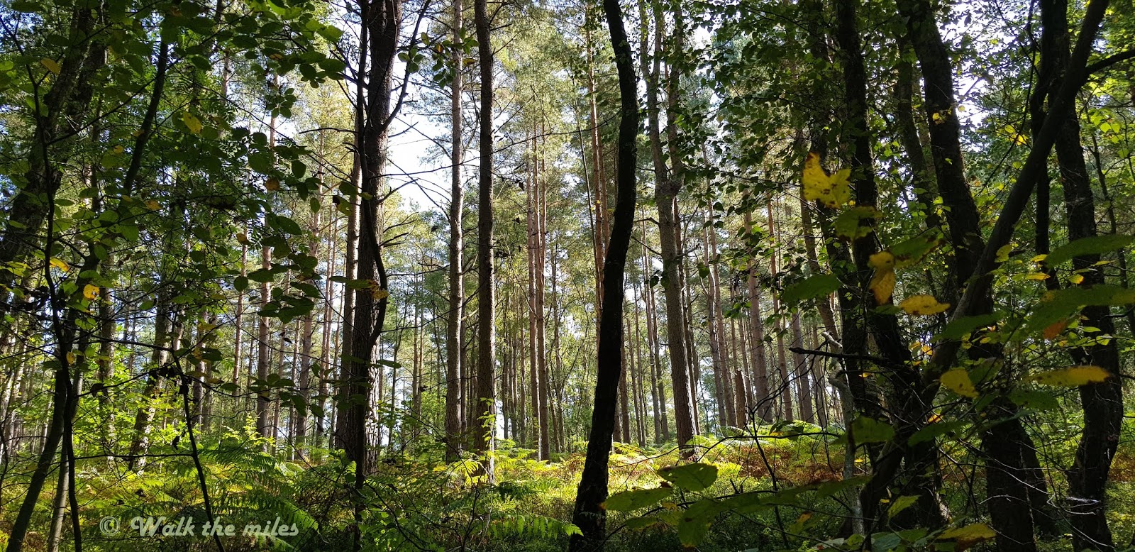 Walk the miles: Winterfold Forest