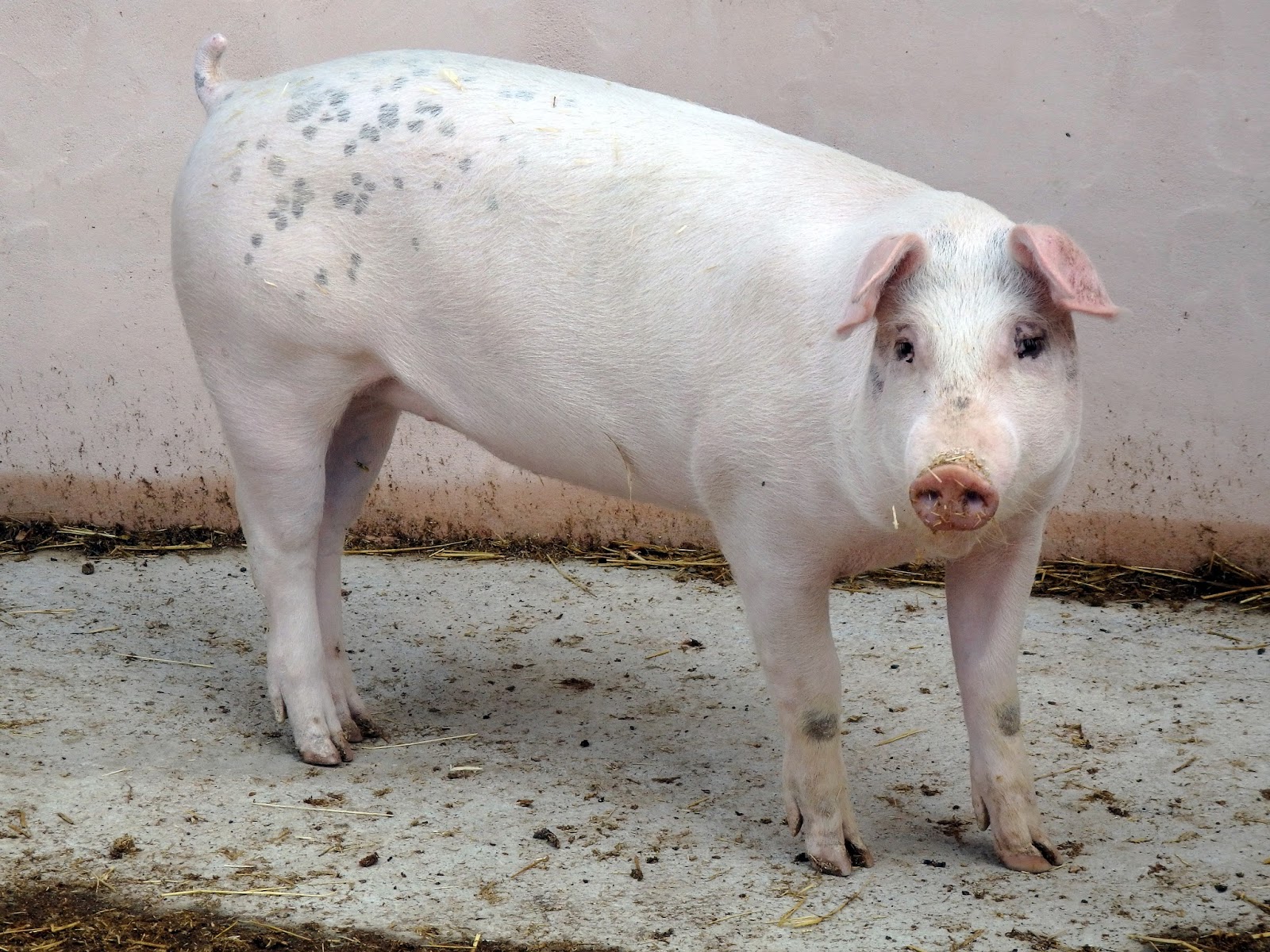 asociación de vecinos y amigos de VELLOSILLO: El cerdo: características ...
