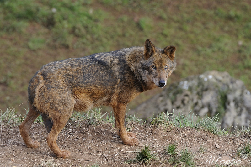 Lobo Ibérico (Canis lupus signatus) SOS: Abril 2010