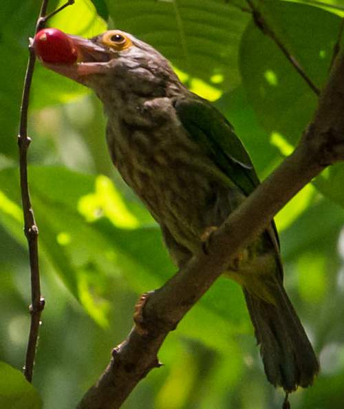 Lineated barbet photos | Birds of India | Bird World