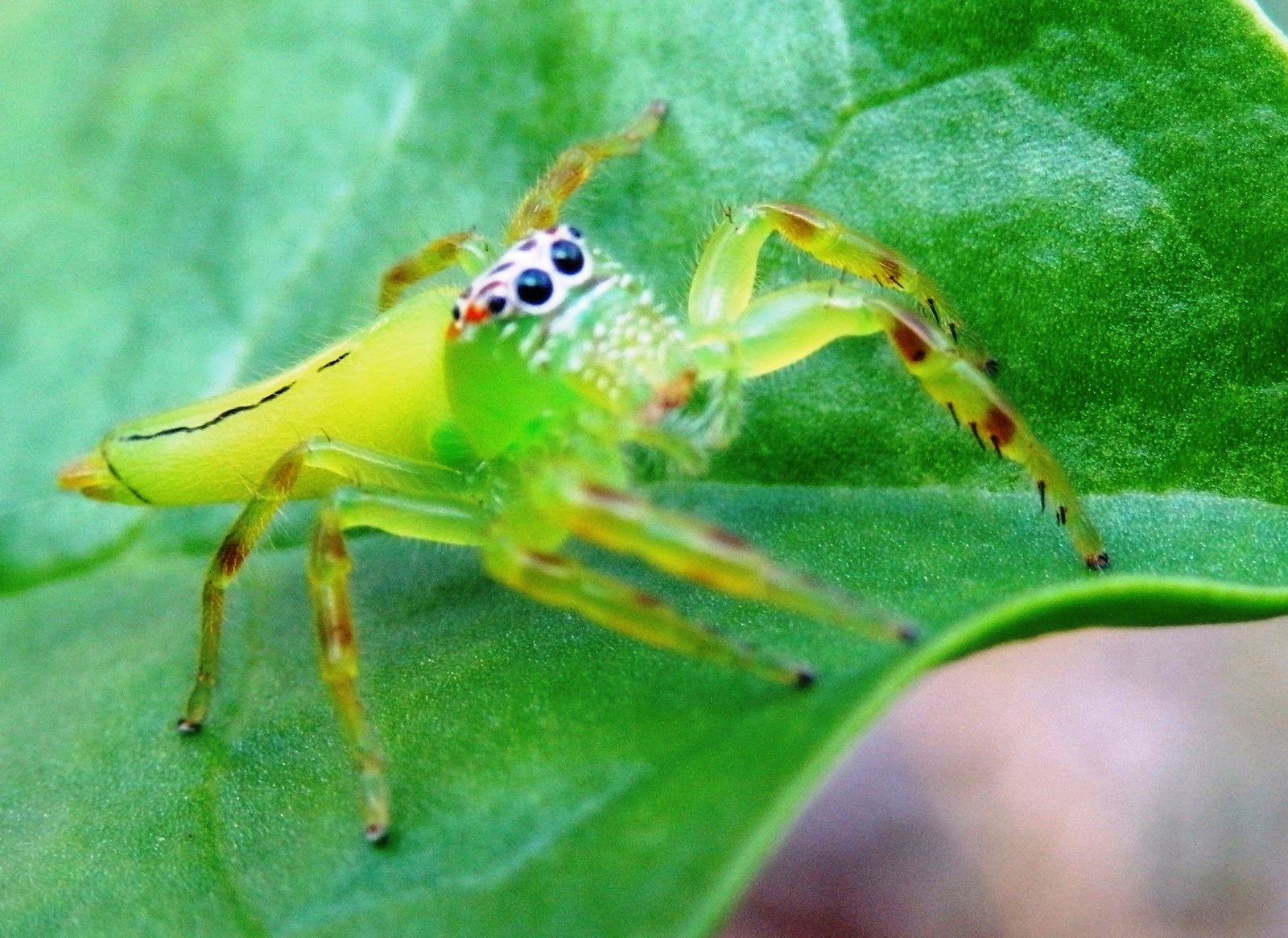 News from Coquette Point