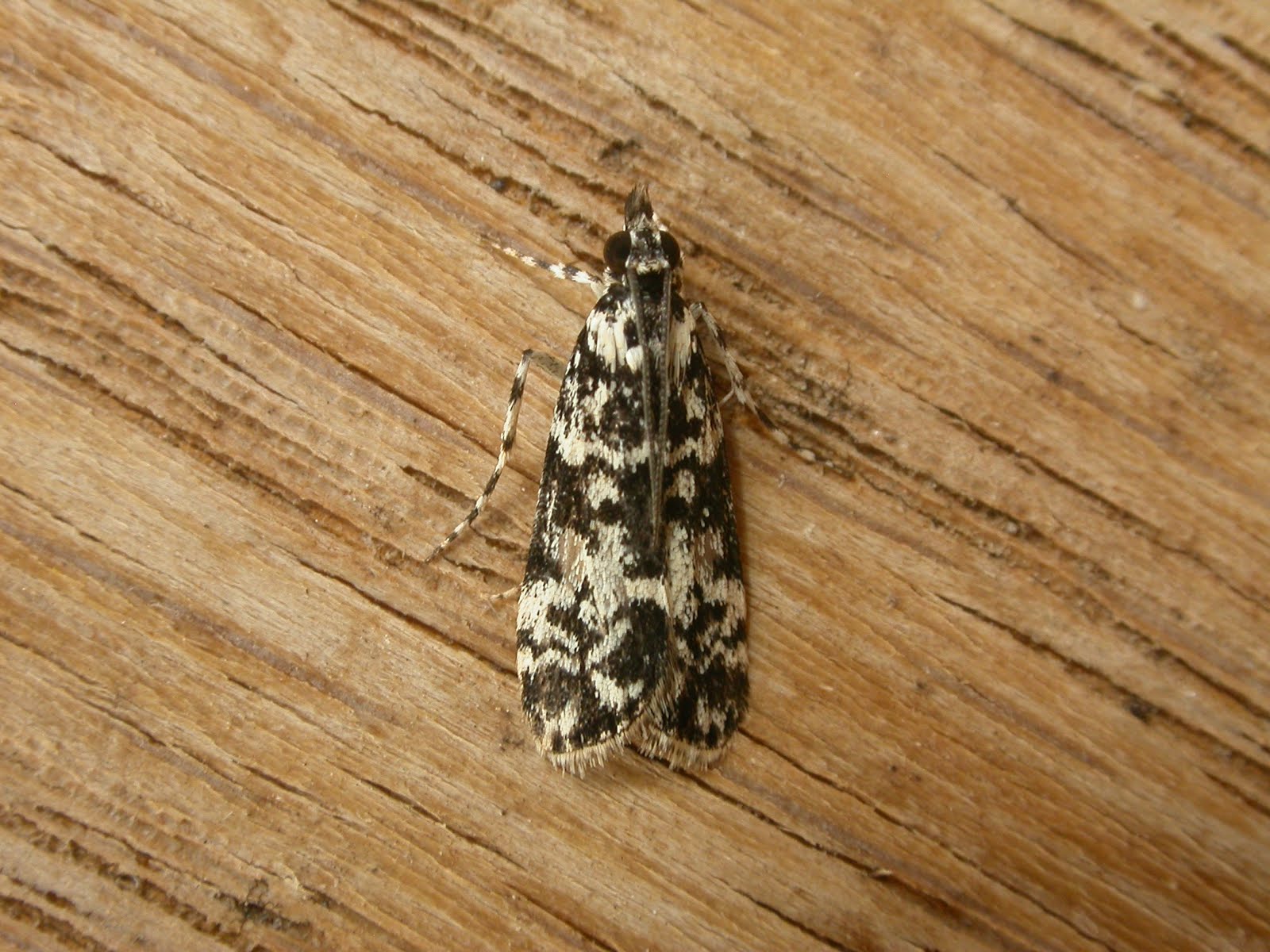 Variety of Life: Scoparia