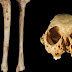 The million year old monkey reveal New evidence confirms the antiquity ...