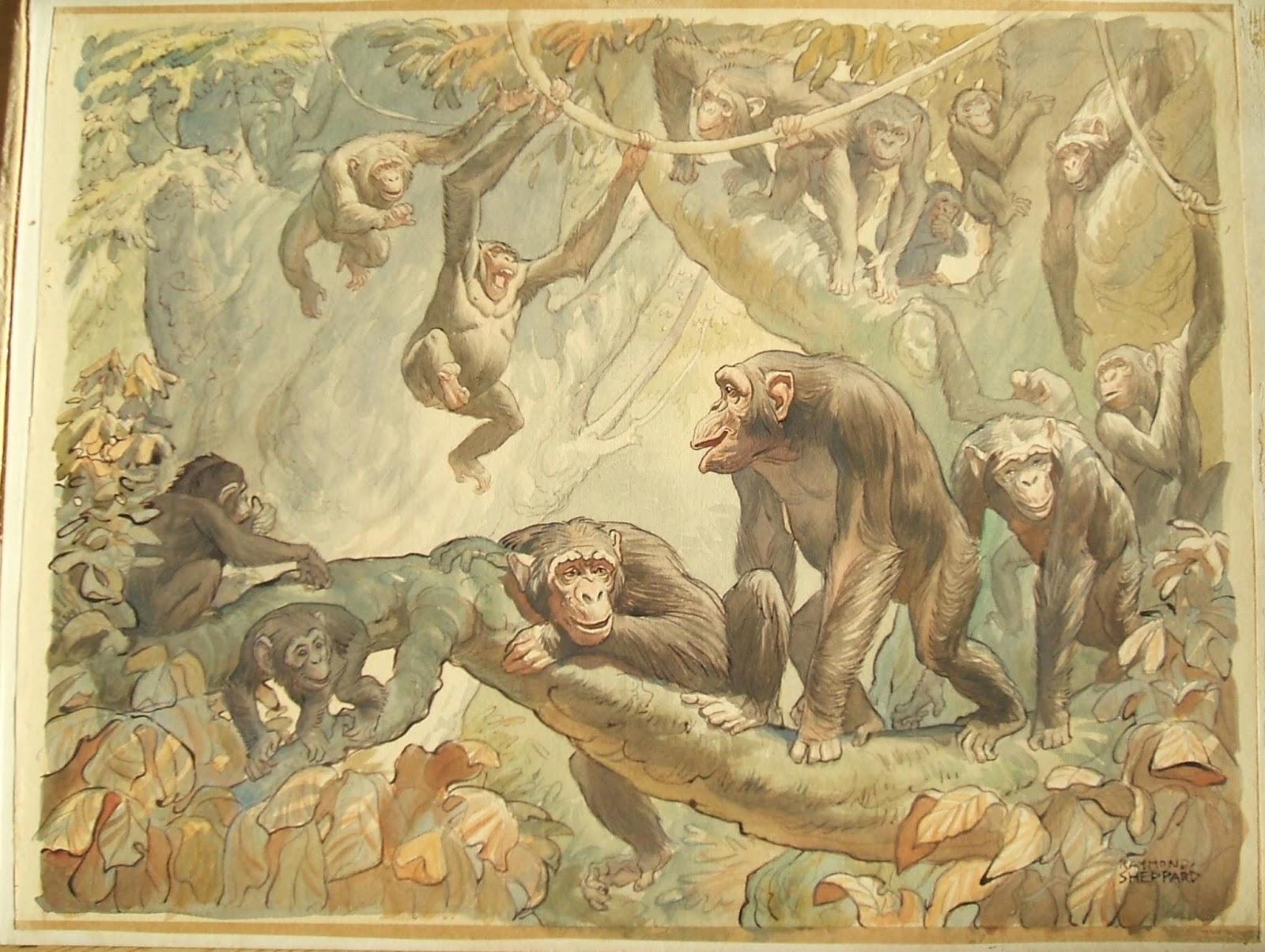 Raymond Sheppard and chimpanzees
