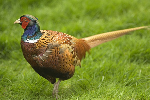 Common Pheasant | Beauty Of Bird Common Pheasant | Beauty Of Bird