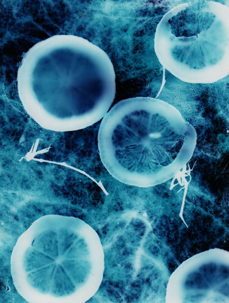 Creative Photography I : TALBOT & SUNPRINT EXAMPLES