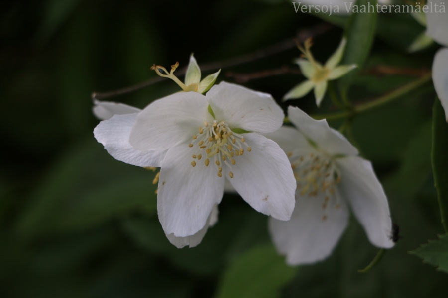 Versoja Vaahteramäeltä : Pihajasmikkeen tuoksua