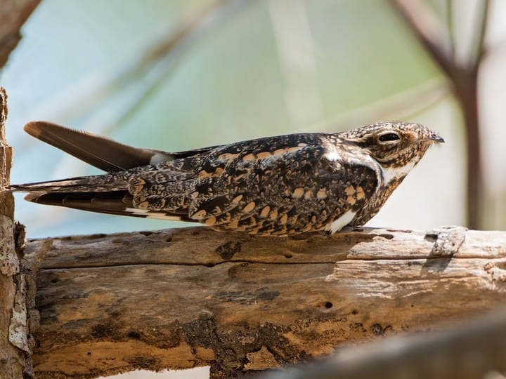 N is for Nighthawk {Blogging Through the Alphabet}