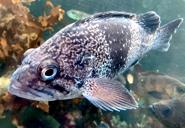 Aquarium Movies (Japan) archive 生きている魚図鑑: キツネメバル Kitunemebaru Sebastes ...