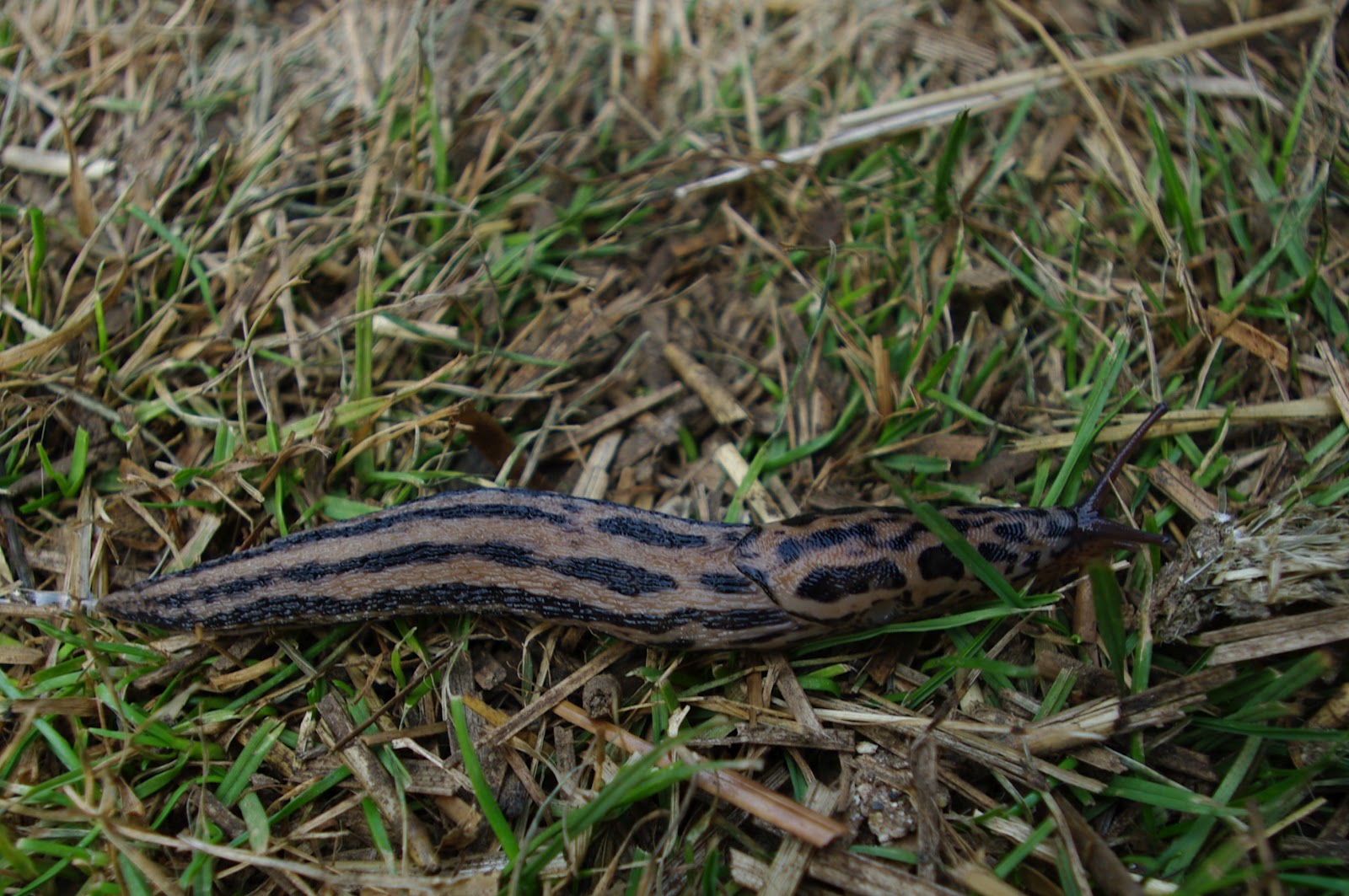 passengers on a little spaceship: slug hunting