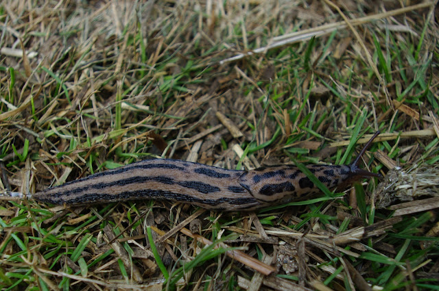 passengers on a little spaceship: slug hunting