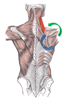 Sports Physiotherapy : Scapula Dyskinesia