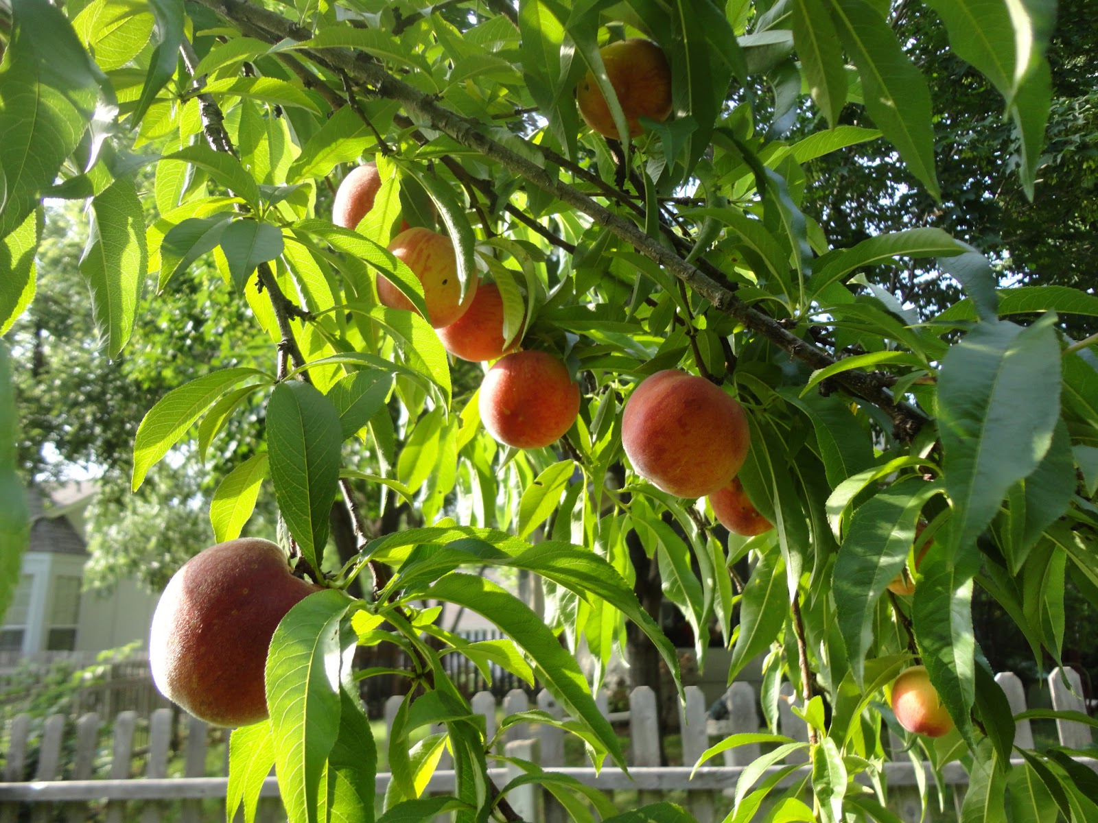 Simply Erin: Peaches & Potted Plants