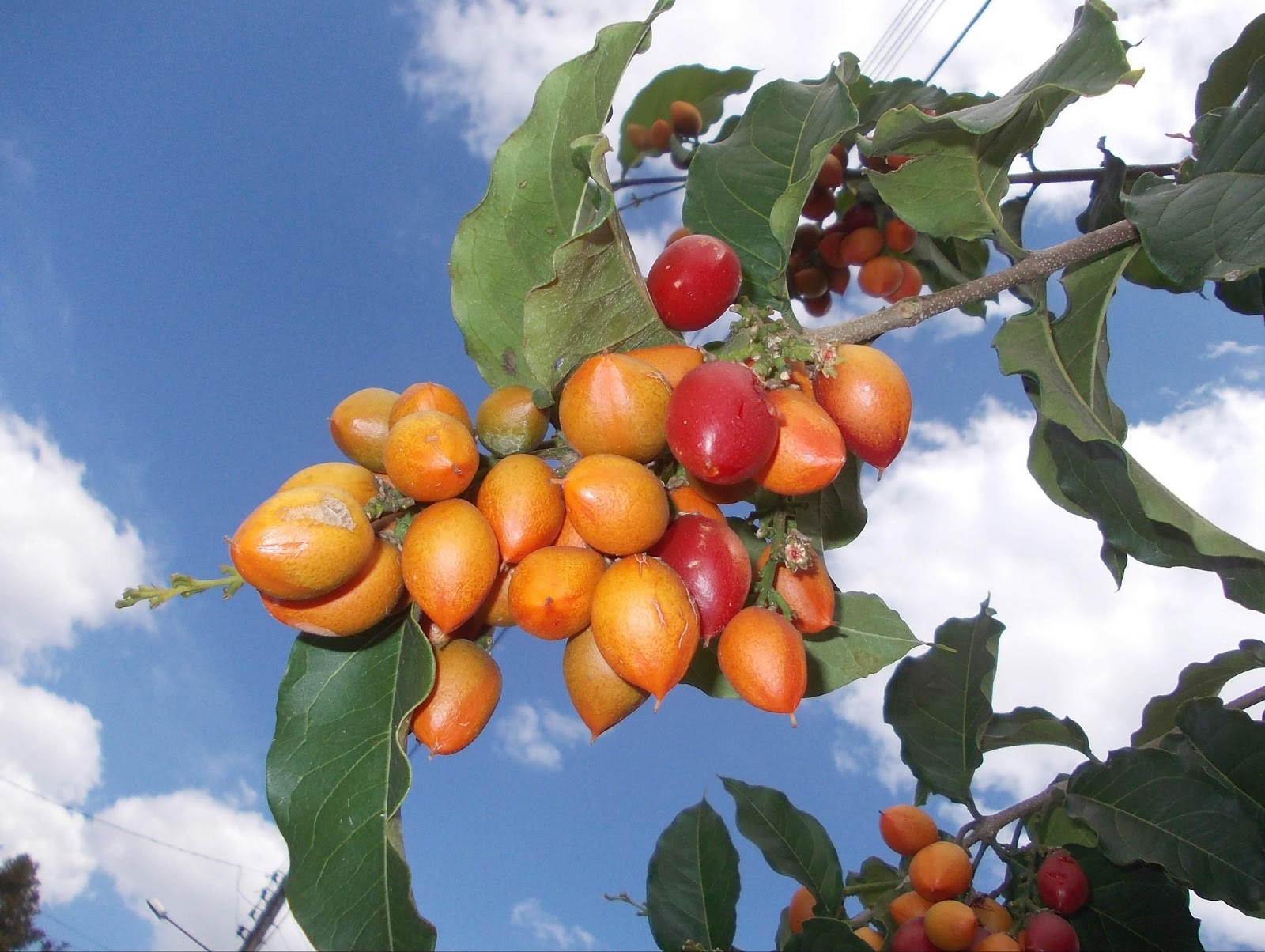 Andanças: Arbusto exótico: Tâmara Espanhola