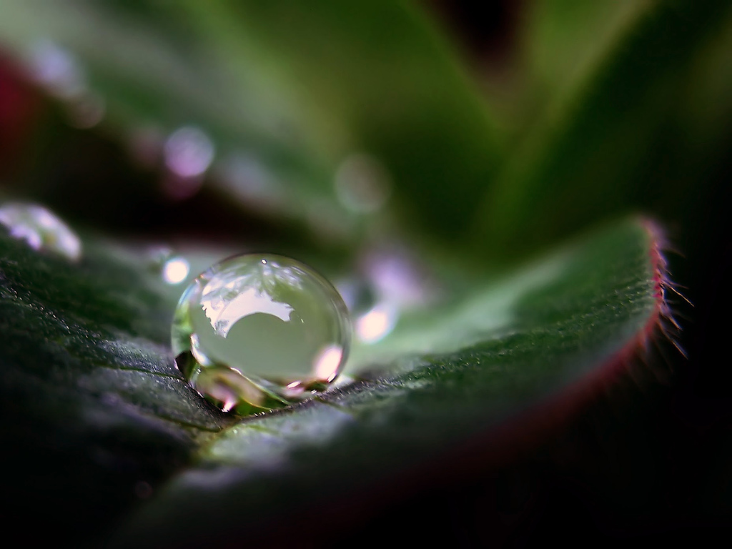Get inspired and enjoy the photos on this website: Amazing macro ...