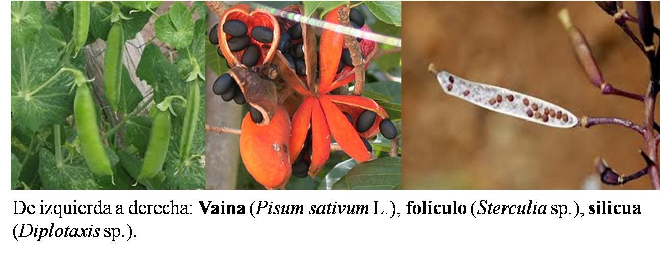 Clasificación de las Frutas desde el punto de vista botánico