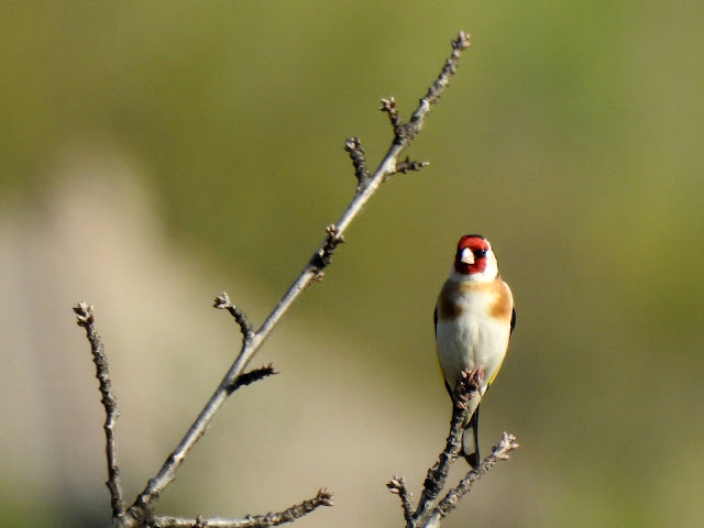 PASARI DIN ROMANIA: STICLETE, Carduelis carduelis